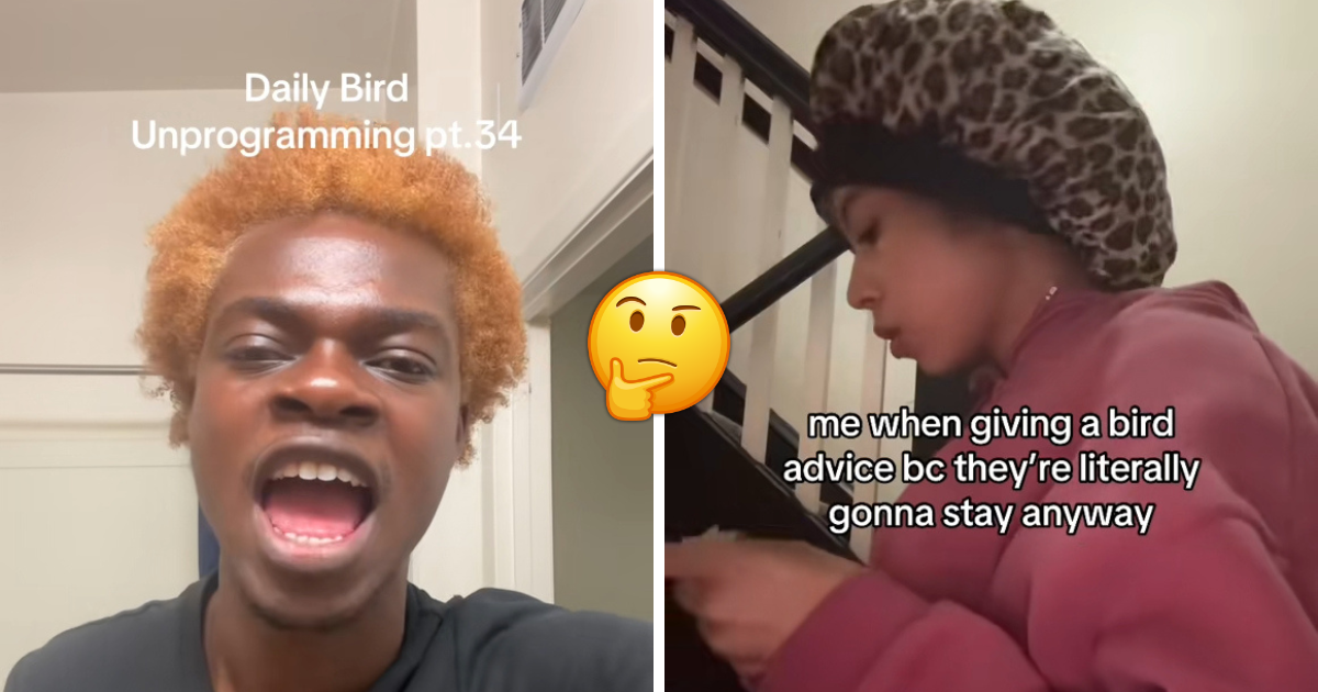 Right, here's exactly what a 'bird' means on TikTok after viral trend