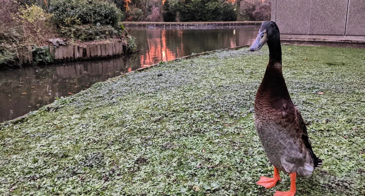 The University of York has confirmed Long Boi has passed away