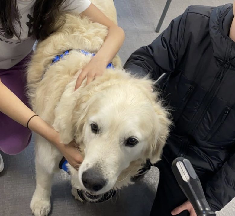 'It's a publicity stunt': Why unis parading alpacas as therapy doesn't ...