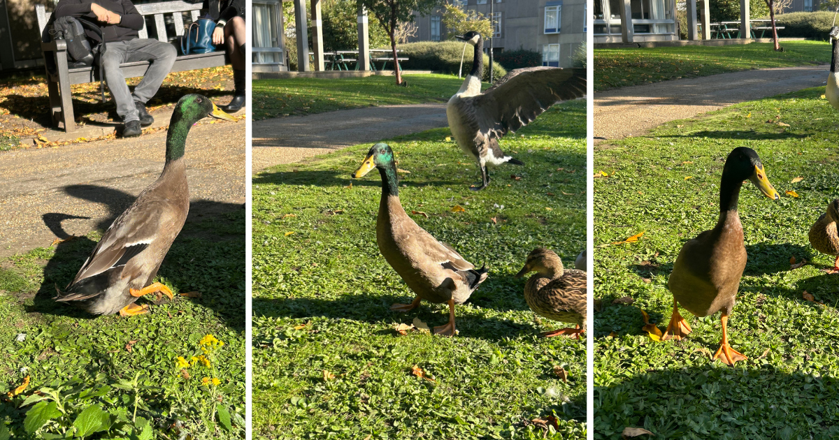 He hasn't risen: New Long Boi on York's campus is unlikely to be the ...