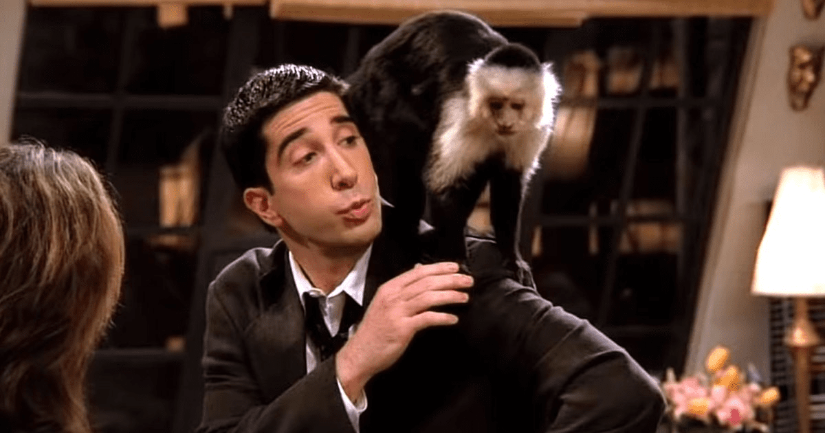 Here's what happened to Marcel the monkey from Friends