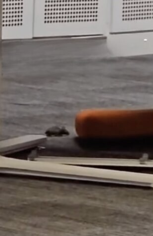 Mouse spotted running around inside University of Manchester library ...