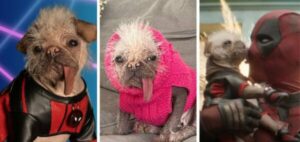 Meet Dogpool, Deadpool's best character and UK's ugliest dog
