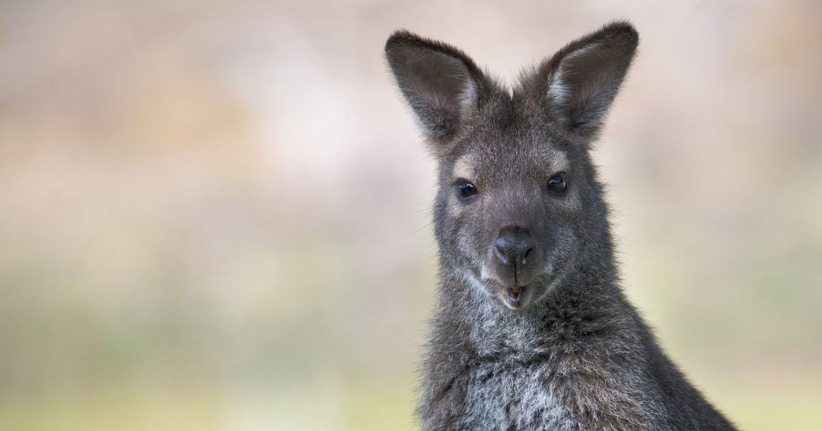 Wallabies have supposedly been seen wandering around Nottinghamshire