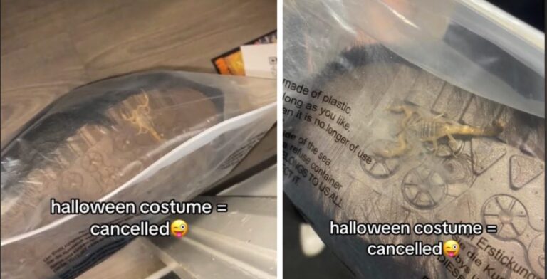 University of Bristol student finds live scorpion in her Shein parcel