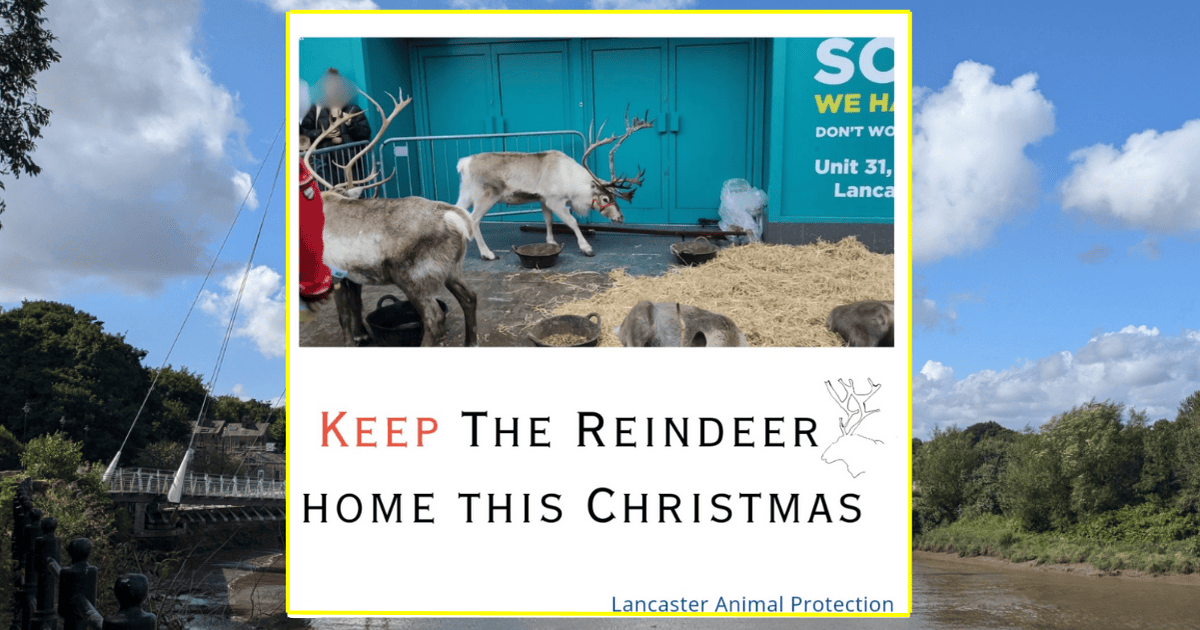 Lancaster Reindeer Day organisers defend event against petition to ...