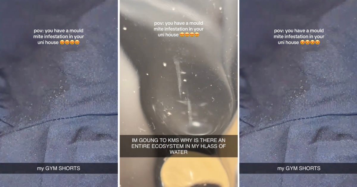 Nottingham University student posts TikTok showing mould mite ...