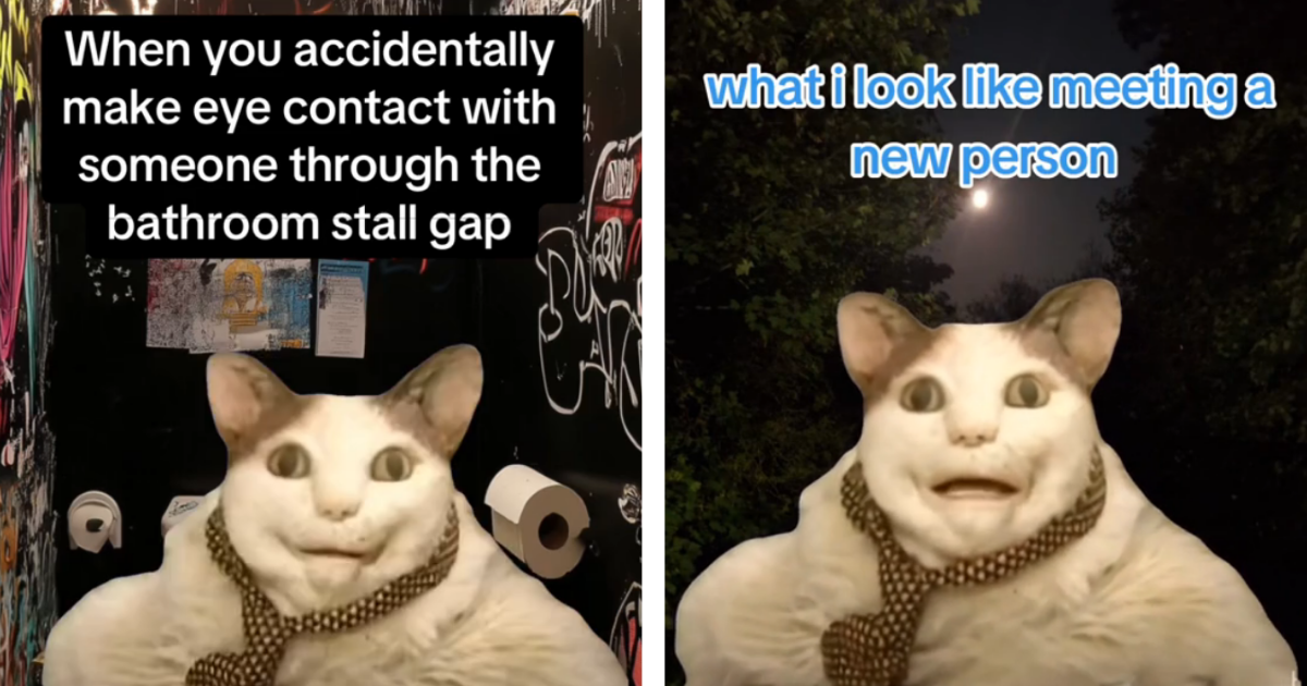 Here's where the 'don't be scared I'm a friend' TikTok cat is from