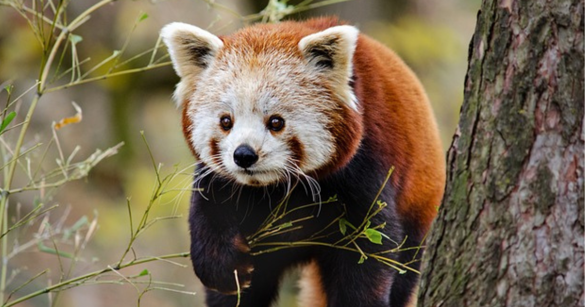 A third Red Panda has died at Edinburgh Zoo