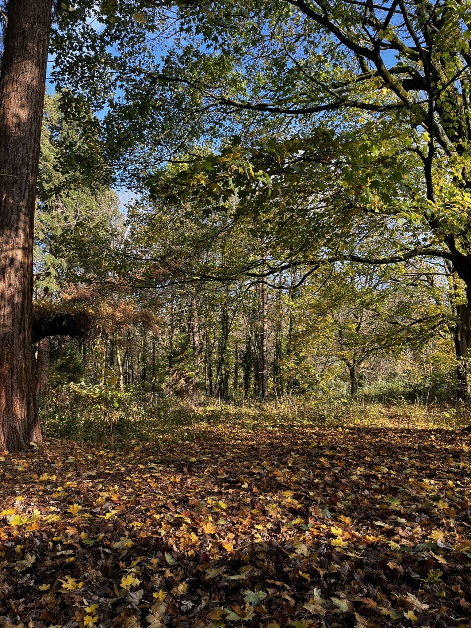 Revealed: Here are the prettiest autumnal spots according to Cardiff ...