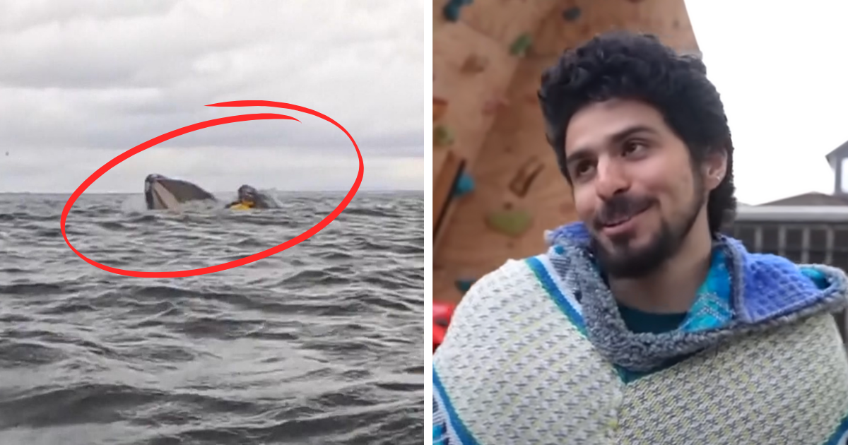 So what actually happened to the kayaker swallowed by a whale?