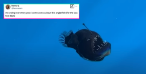 Here's why everyone is crying over an angler fish on TikTok