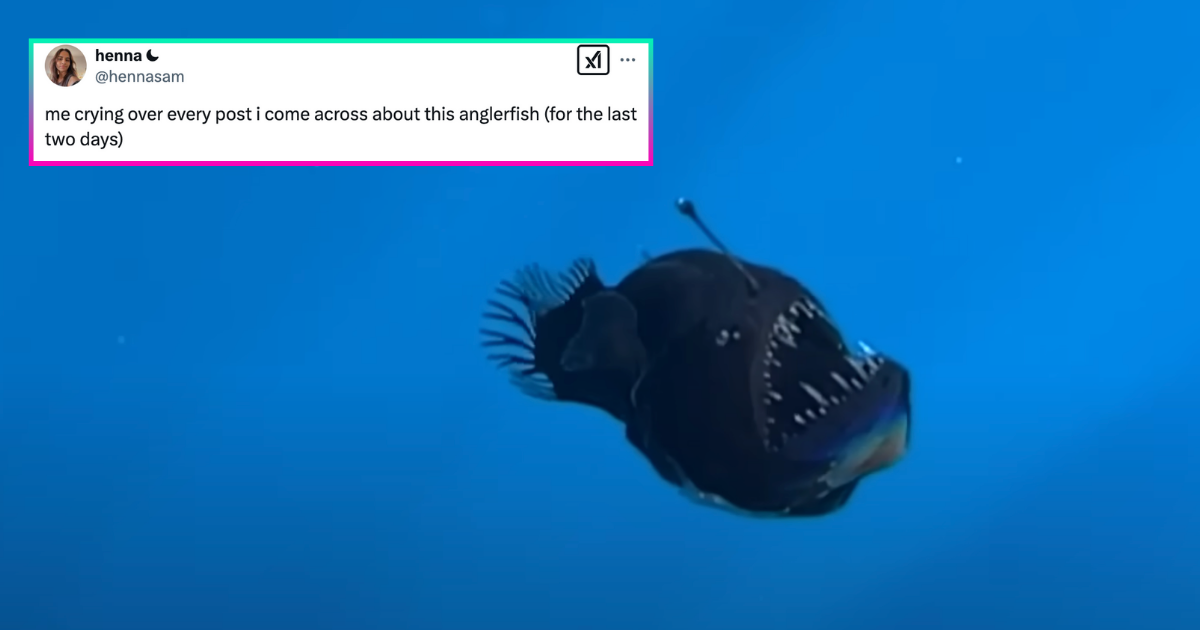 Here's why everyone is crying over an angler fish on TikTok