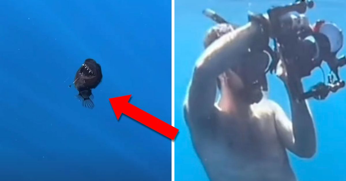Anglerfish is smaller than suspected according to these pictures