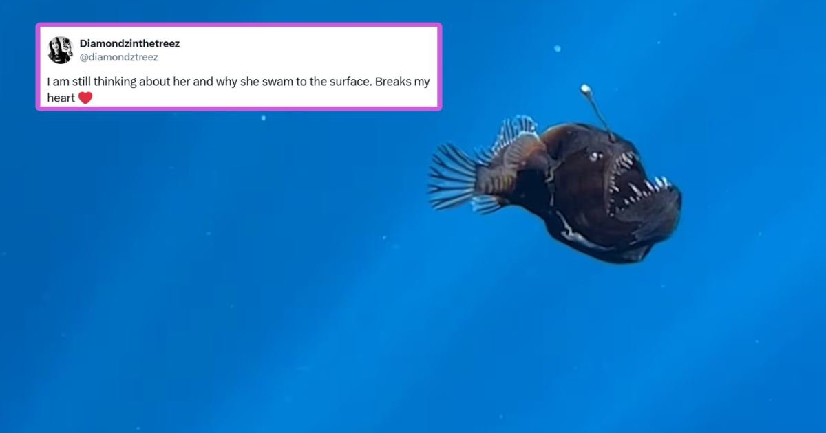 Heartbreaking reason why the anglerfish swam up to the surface of the sea