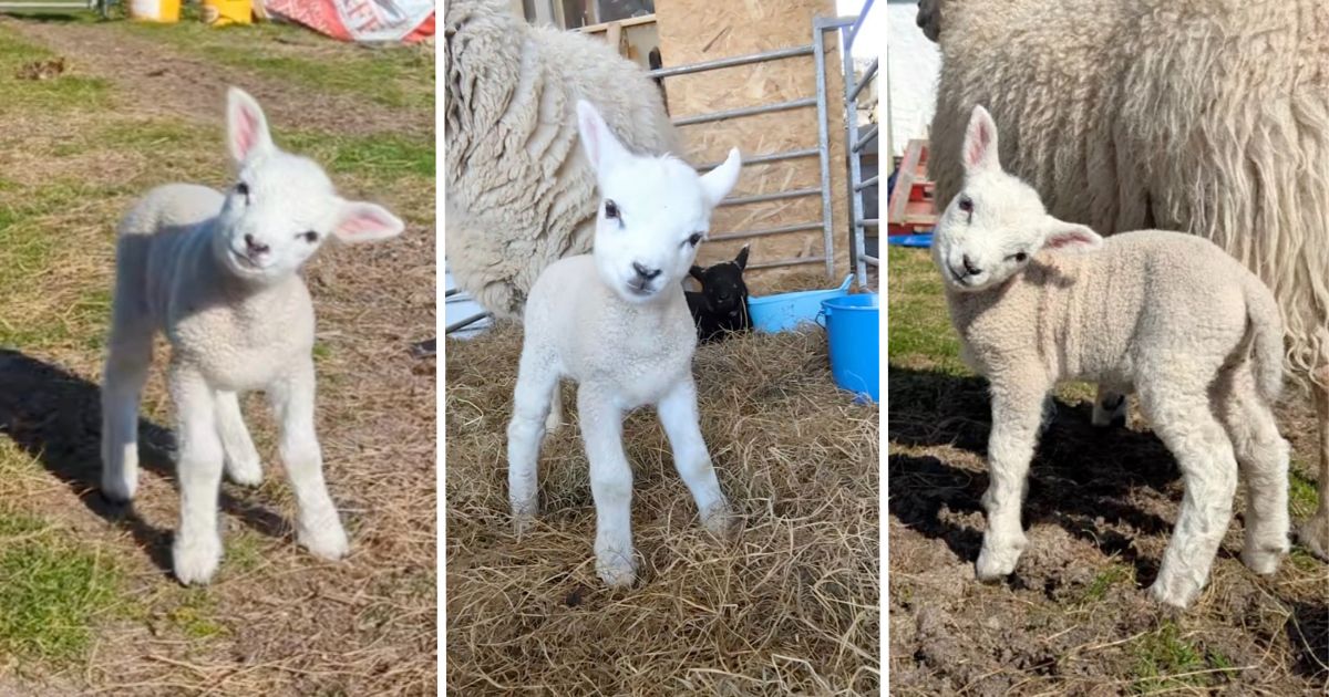Wonky, the wee lamb from Scotland's Inner Hebrides, is inspiring people ...