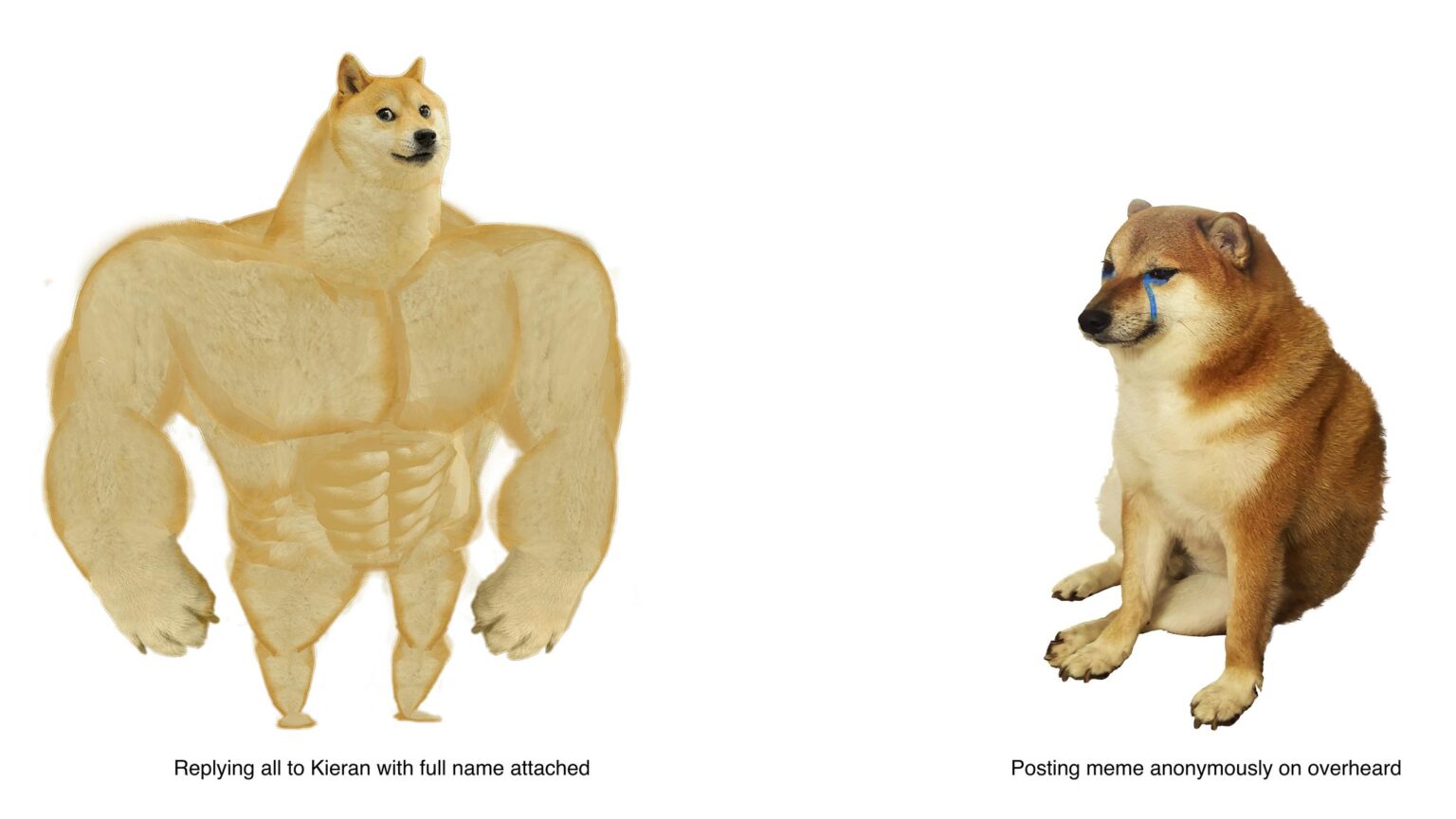 Only the best Durham ecology email memes, now its all over
