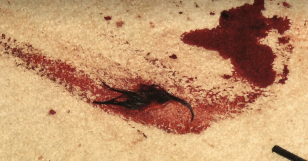 A Deadly American Marriage: Jason Corbett crime scene photos