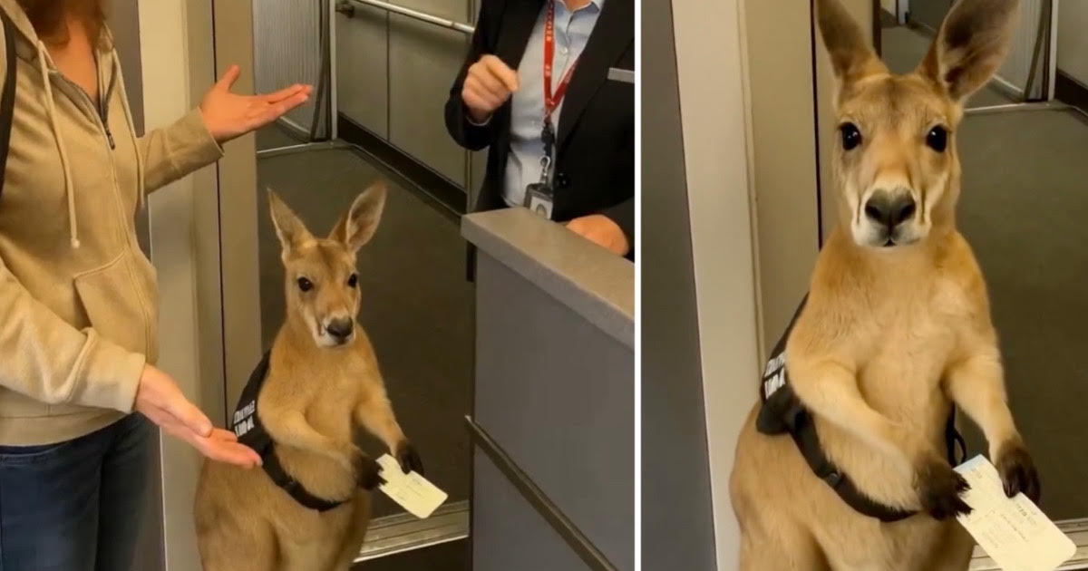 Debunking viral kangaroo boards plane airport video - real or fake
