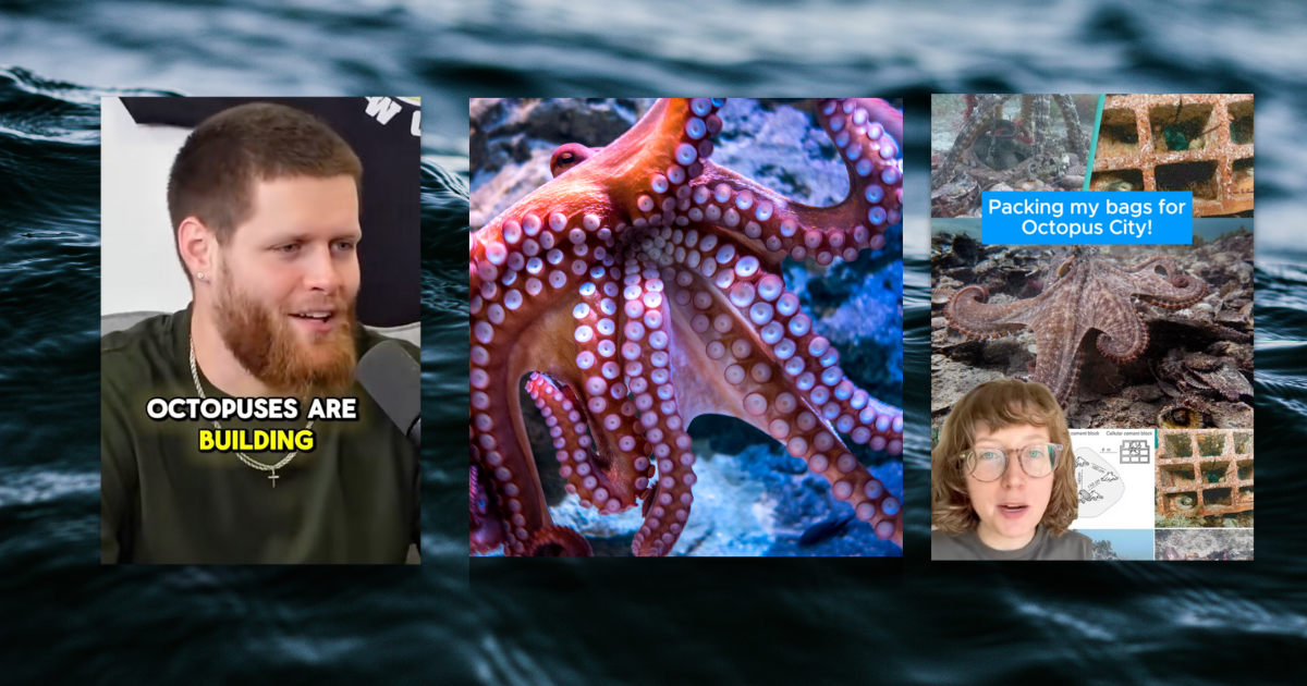 What is Octopolis and Octolantis? The Octopus cities from TikTok