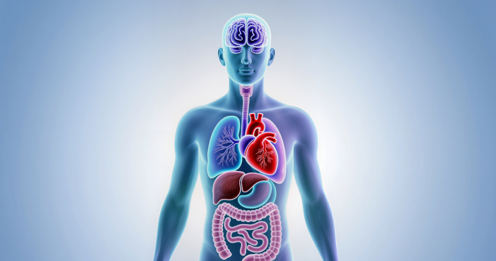 Here's how much a 'body broker' would get for your body parts