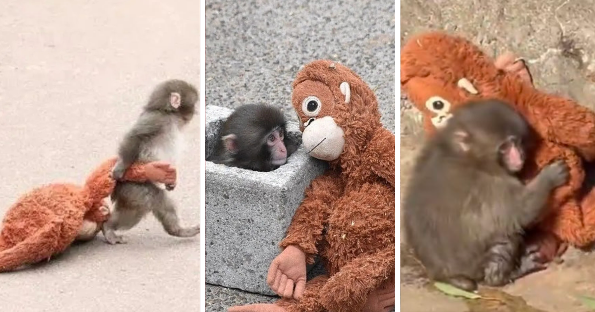 Punch the monkey's full saga explained, as Twitter bawls
