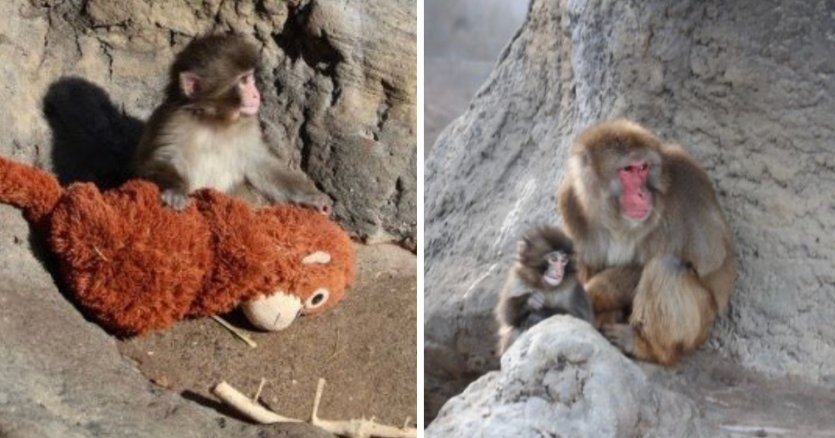 Punch the monkey’s keeper reveals how long he’ll need stuffed toy